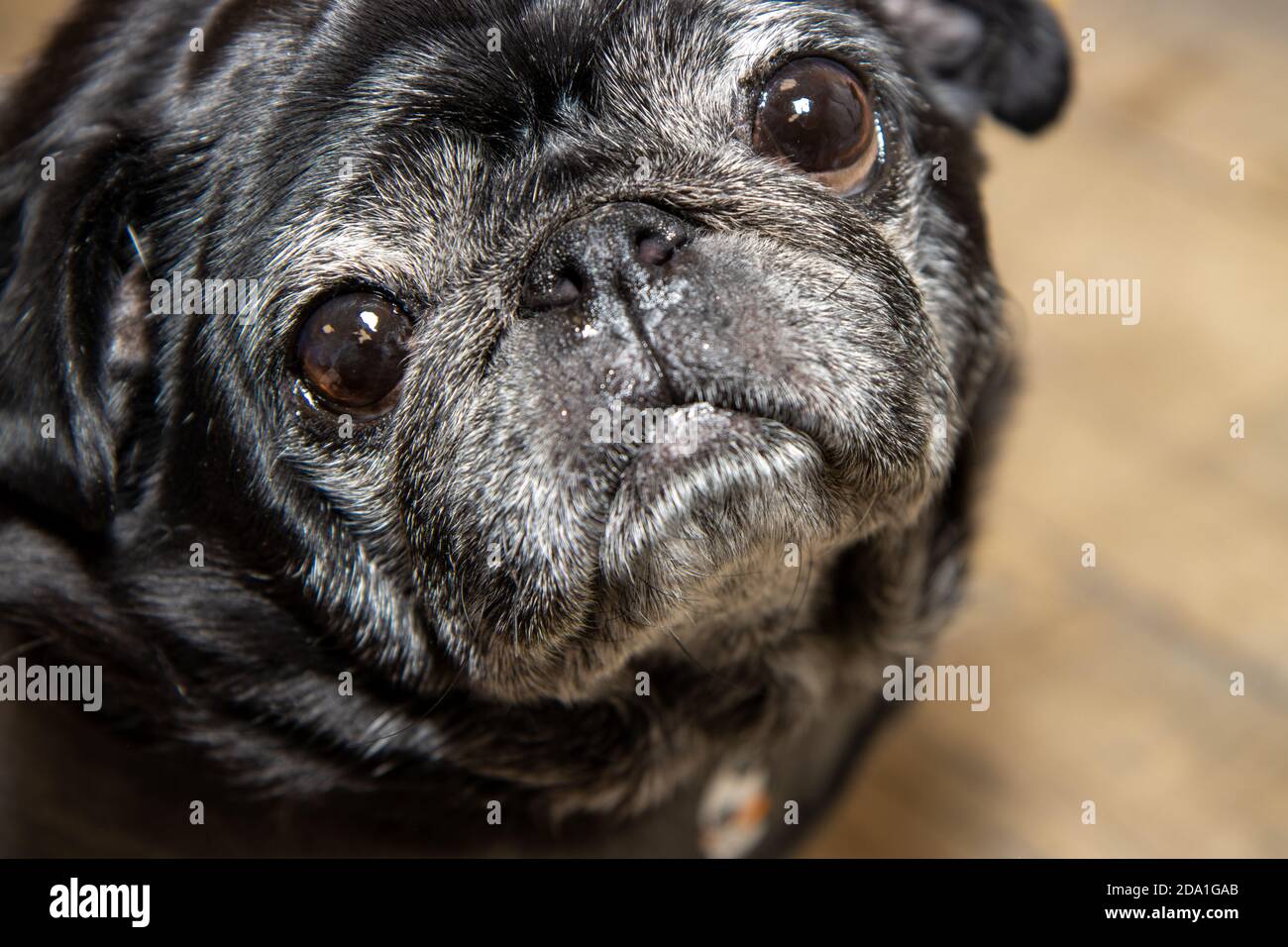 Schwarzer mops hund -Fotos und -Bildmaterial in hoher Auflösung – Alamy