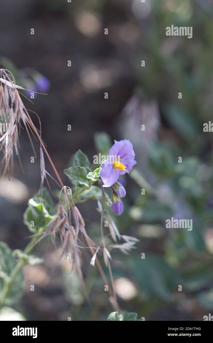Purple Dolde Blütenstand, Chaparral Nachtschatten, Solanum Xanti ...