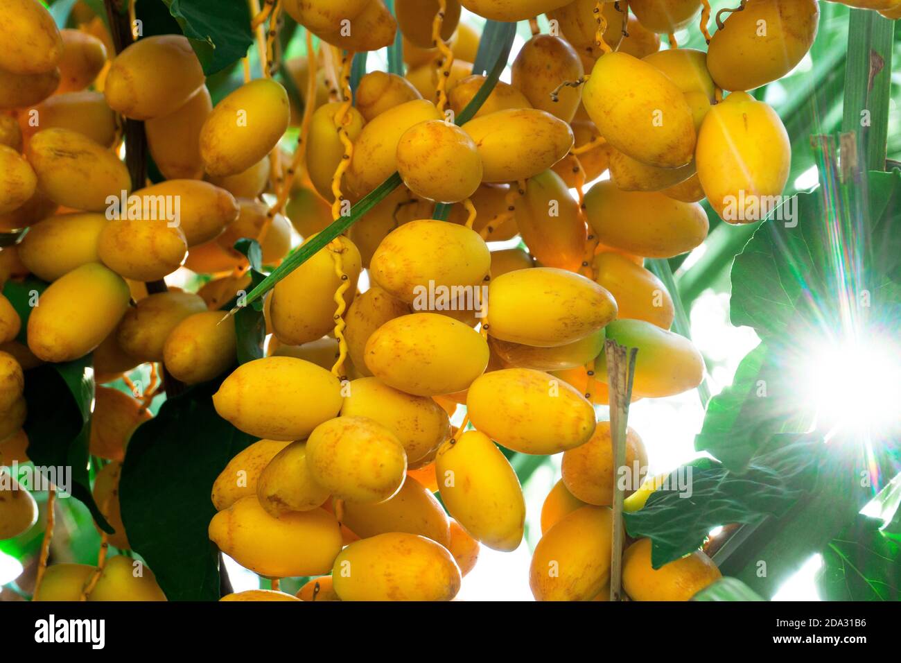Frische datteln an einem baum -Fotos und -Bildmaterial in hoher ...