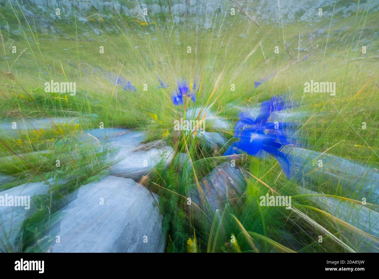 Lirio pirenaico lirio azul iris xiphioides -Fotos und -Bildmaterial in ...