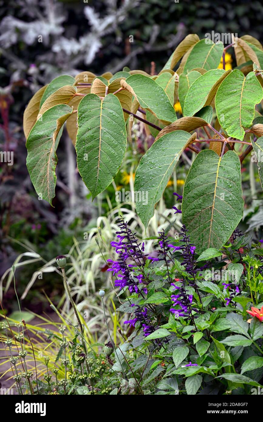 Schefflera macrophylla -Fotos und -Bildmaterial in hoher Auflösung – Alamy