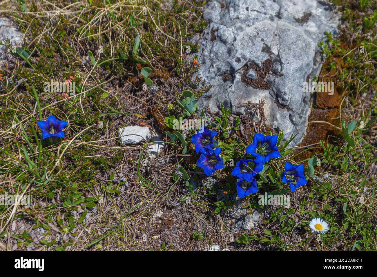 Enzian, typische violette Blume der Dolomitenwiesen. Wissenschaftlicher ...