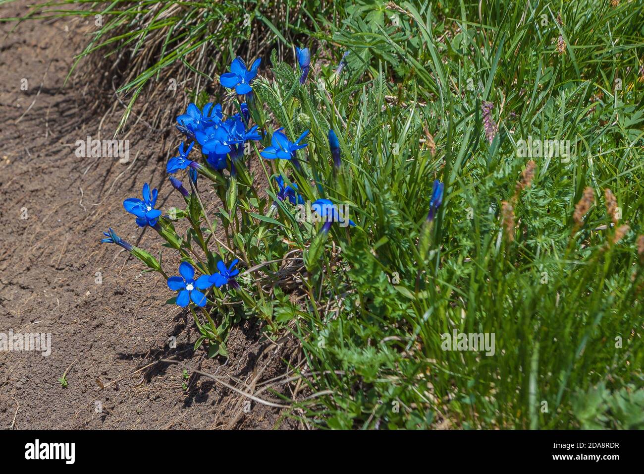 Wiesen enzian -Fotos und -Bildmaterial in hoher Auflösung – Alamy