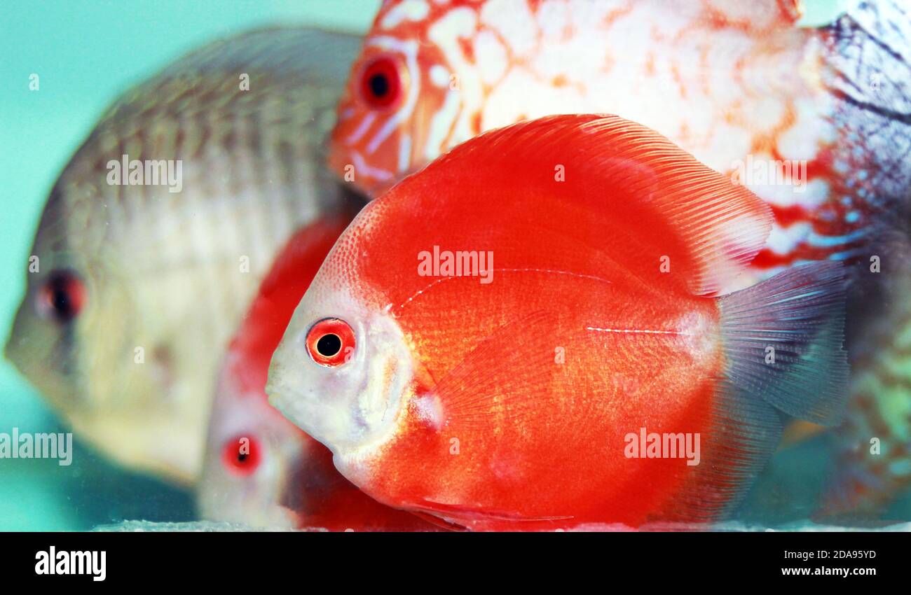 Roter marlboro diskus -Fotos und -Bildmaterial in hoher Auflösung – Alamy