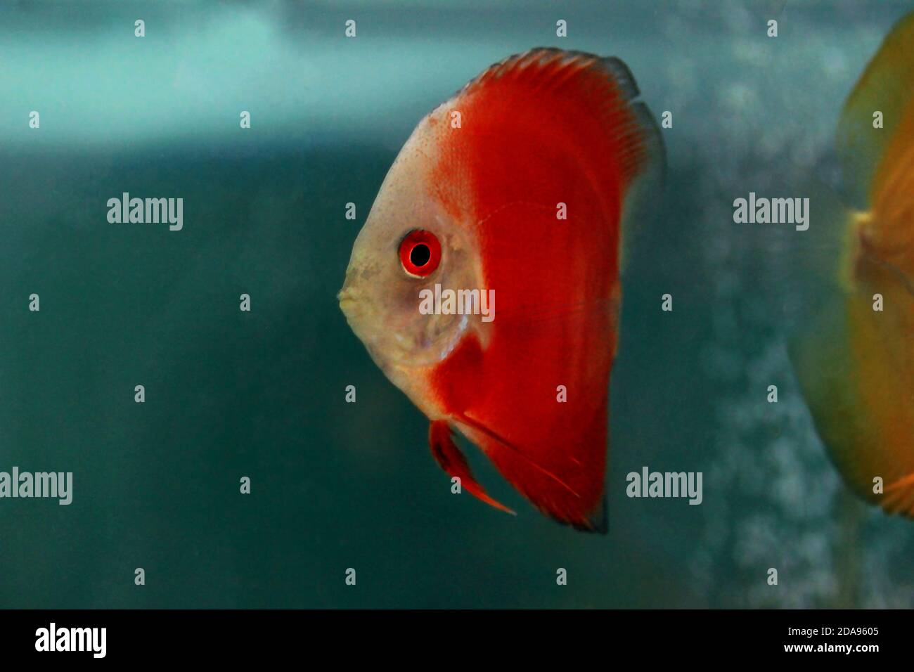 Roter marlboro diskus -Fotos und -Bildmaterial in hoher Auflösung – Alamy