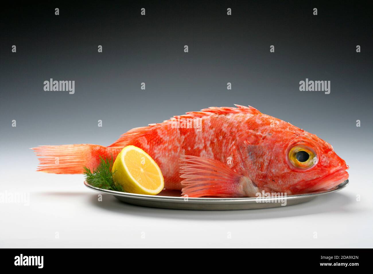 The norway haddock -Fotos und -Bildmaterial in hoher Auflösung – Alamy