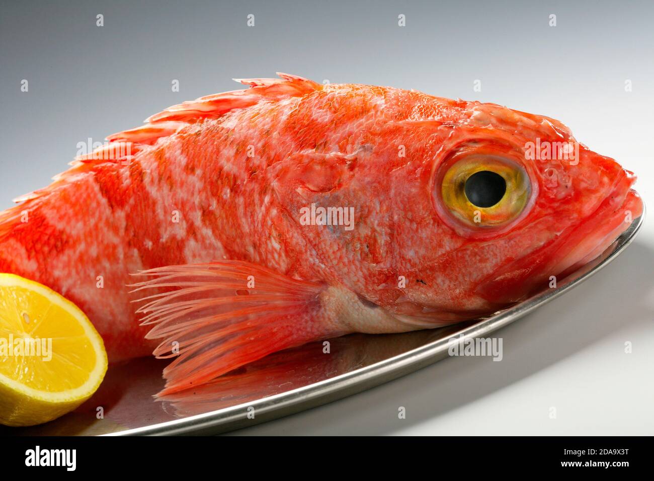 Atlantischer rotbarsch -Fotos und -Bildmaterial in hoher Auflösung – Alamy