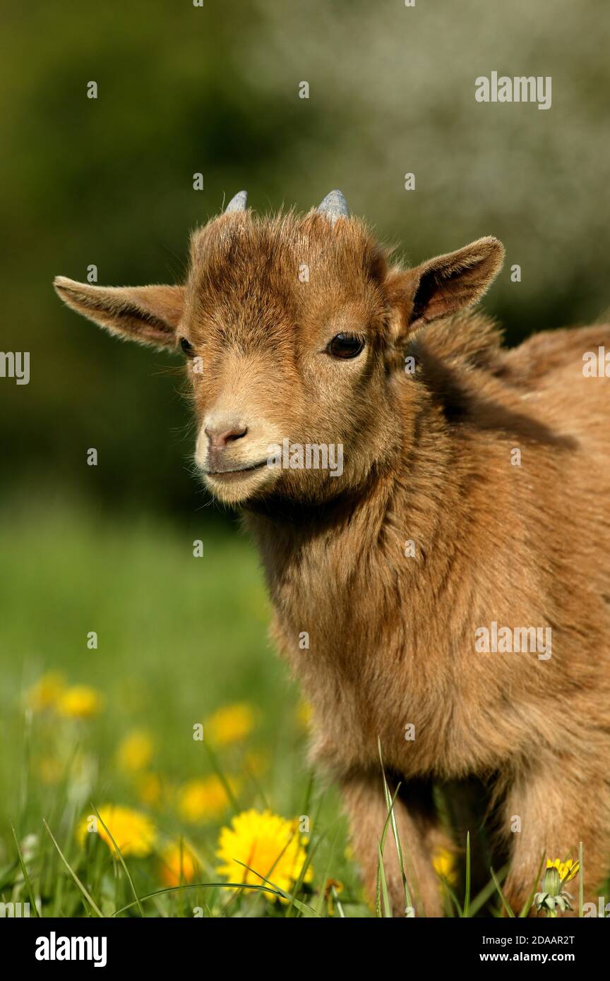 PYGMY Ziege oder Zwerg Ziege Capra Hircus, 3 Monate altes BABY mit ...