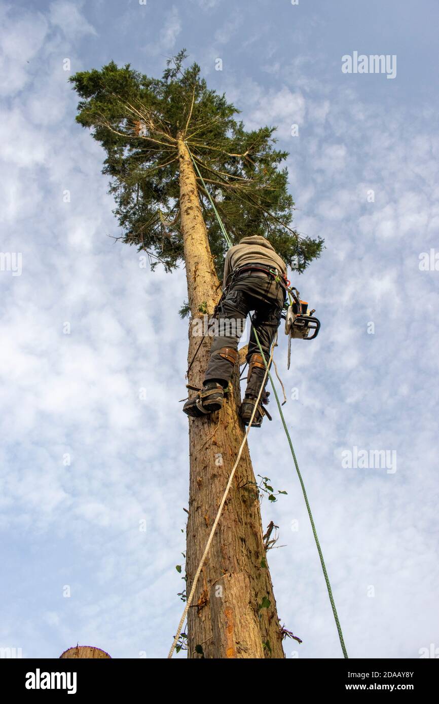 Ein Holzfäller, der einen leylandii Baum klettert, um zu schneiden Es ...