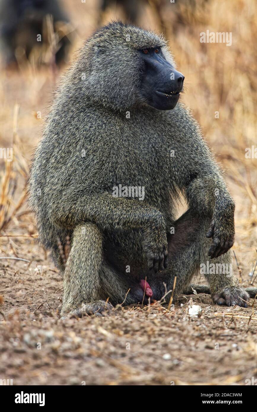 Male baboon close up portrait -Fotos und -Bildmaterial in hoher ...