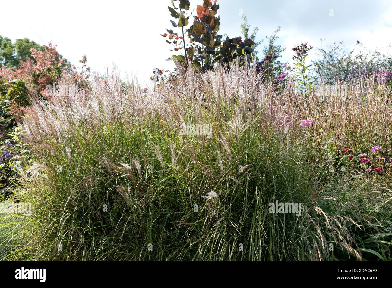 Miscanthus sinensis kleine silberspinne -Fotos und -Bildmaterial in ...