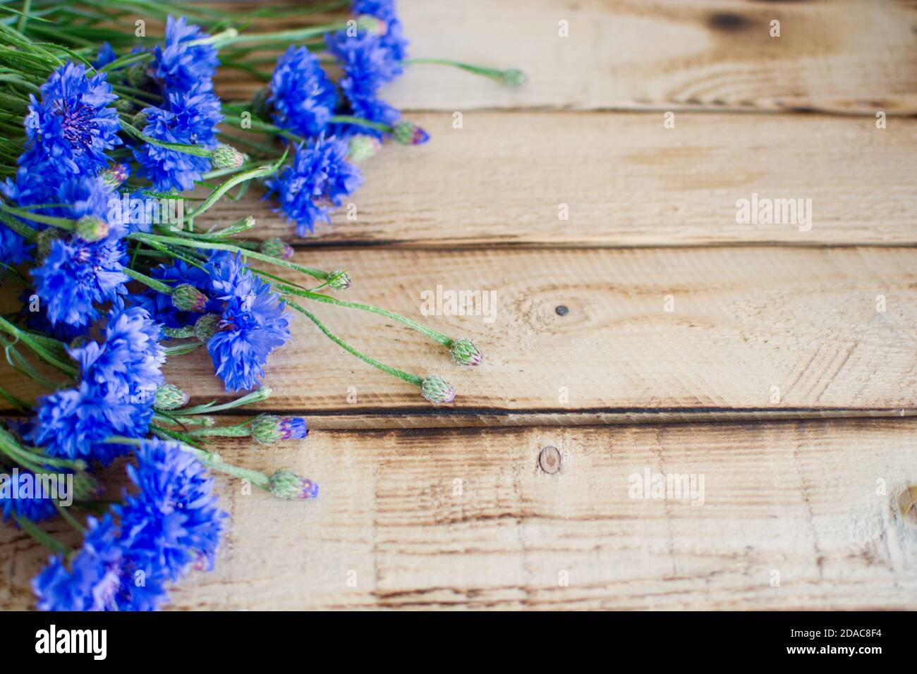 Saisonale Sommerblumen - blaue Kornblumen liegen auf rustikalem Holztisch. Speicherplatz ...