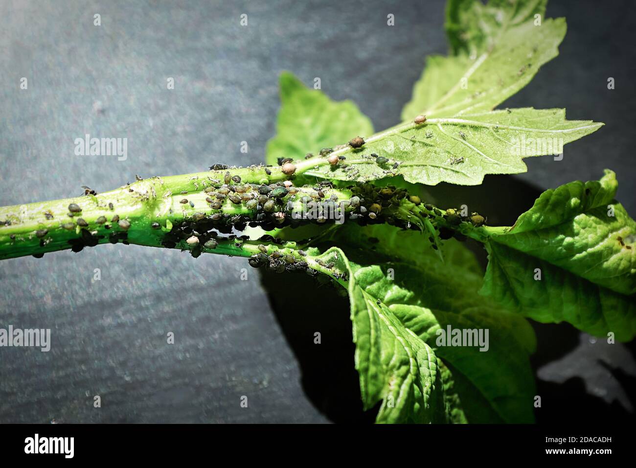 Blattlaus kolonie -Fotos und -Bildmaterial in hoher Auflösung – Alamy