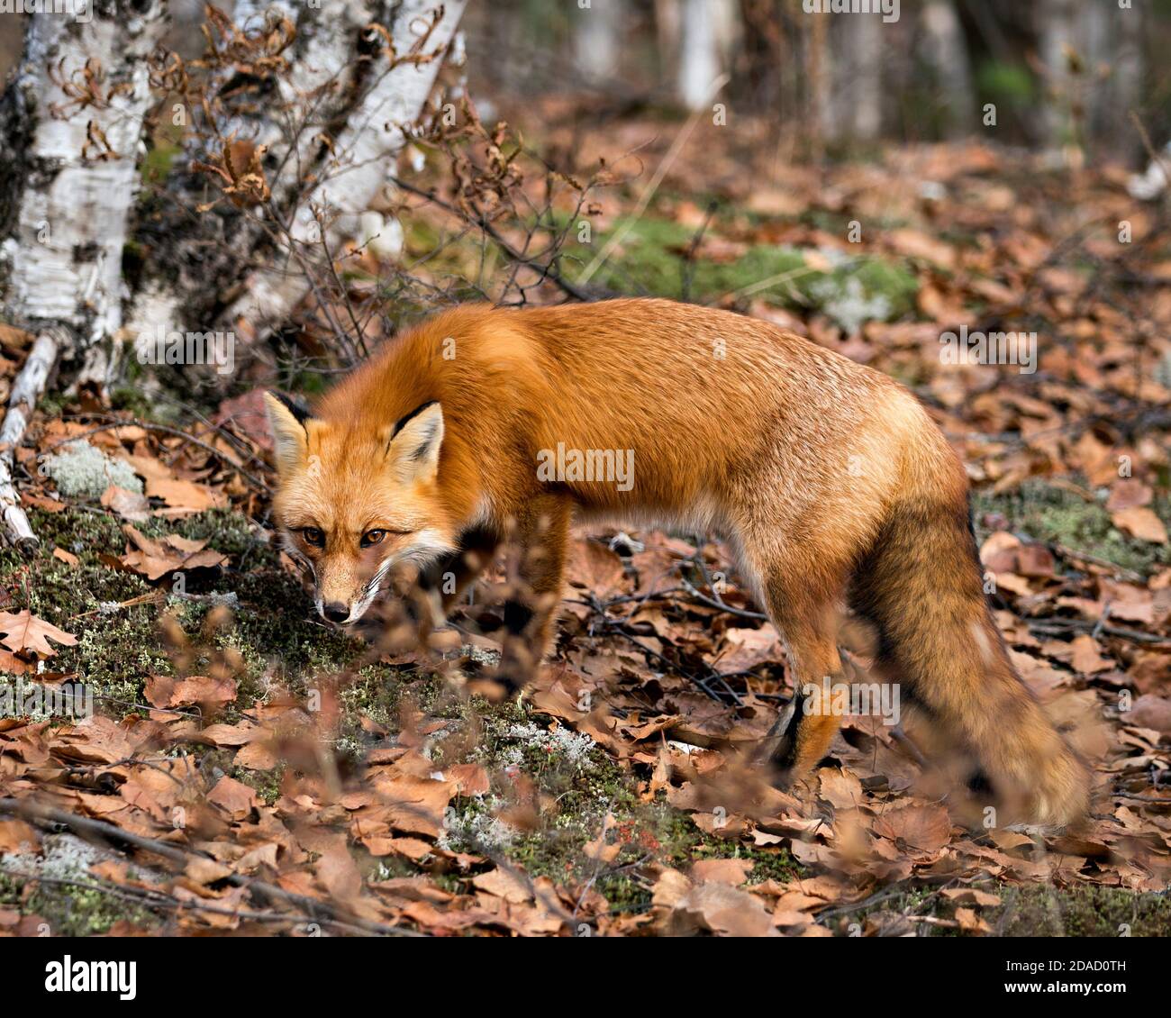 Bild der fuchswissenschaftsstudie -Fotos und -Bildmaterial in hoher ...