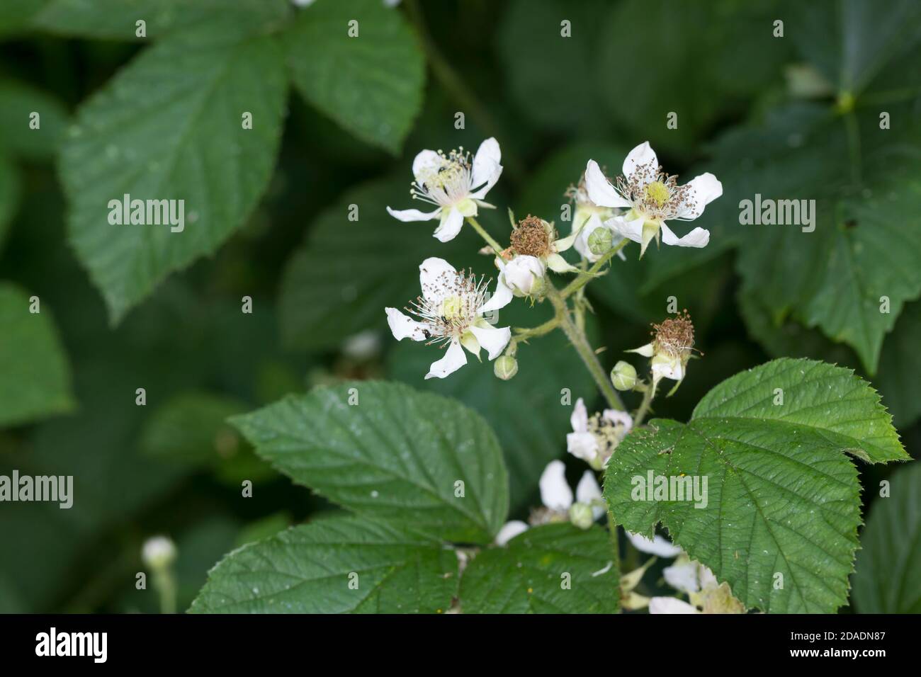 Echte brombeere -Fotos und -Bildmaterial in hoher Auflösung – Alamy