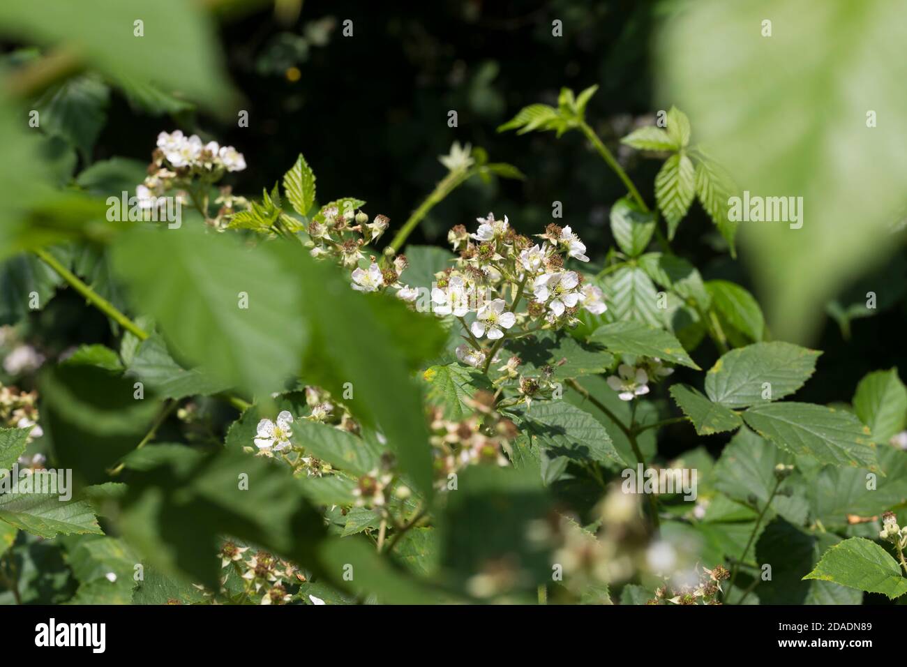 Echte brombeere -Fotos und -Bildmaterial in hoher Auflösung – Alamy