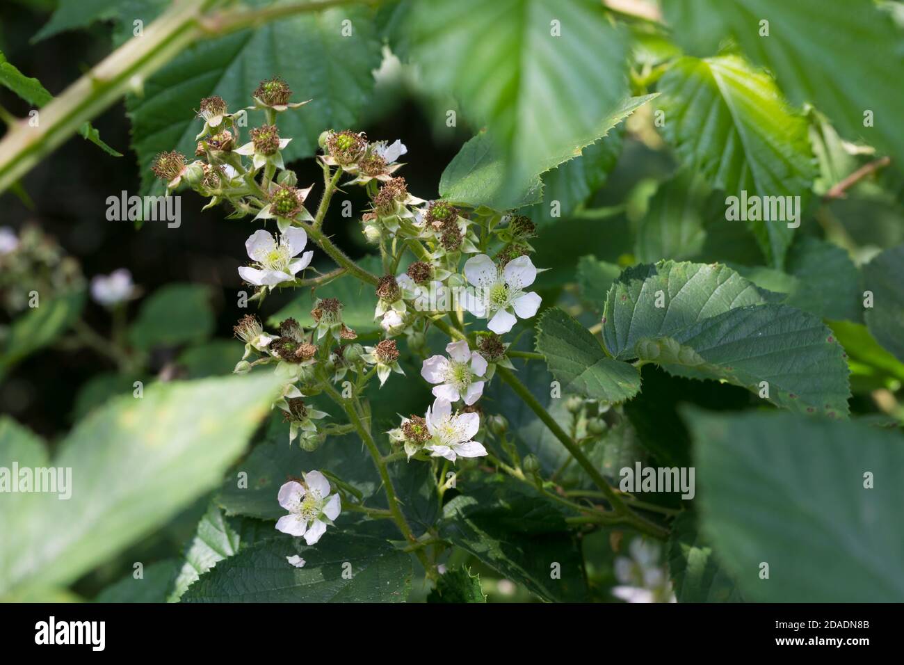 Echte brombeere -Fotos und -Bildmaterial in hoher Auflösung – Alamy
