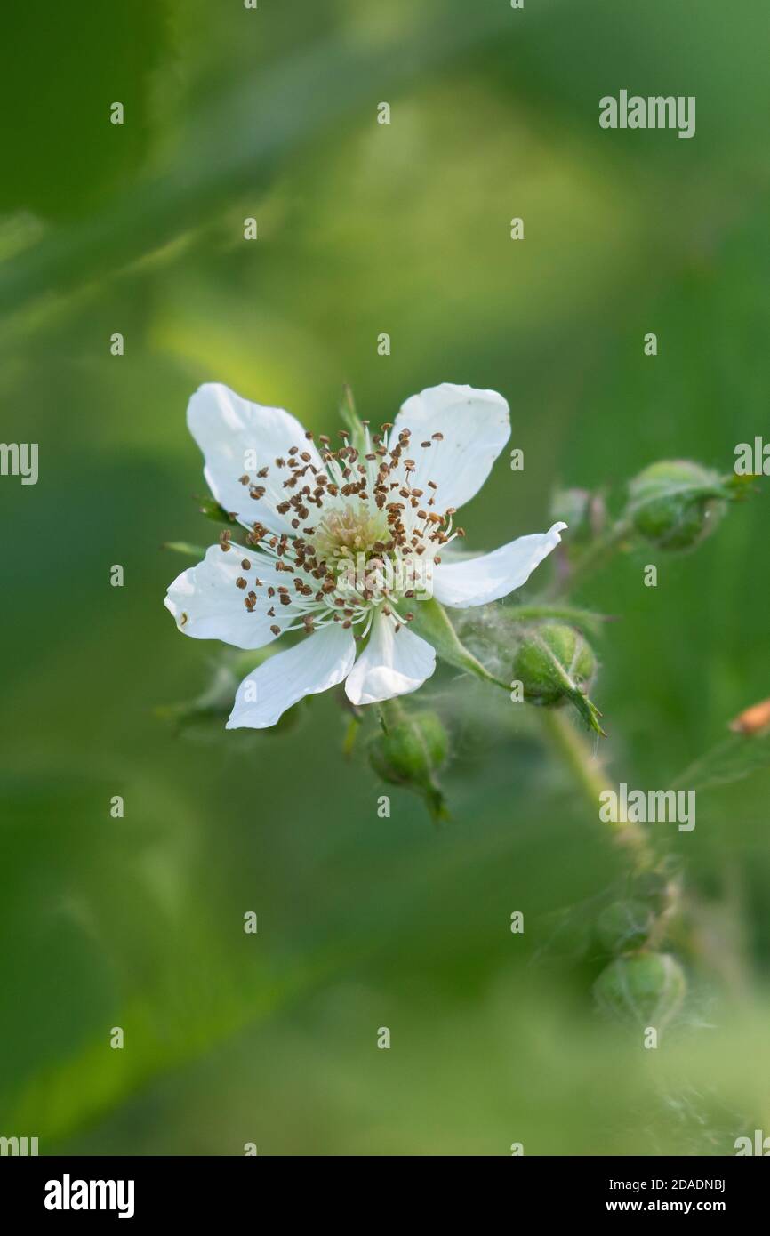 Echte Brombeere Stockfotos und -bilder Kaufen - Alamy