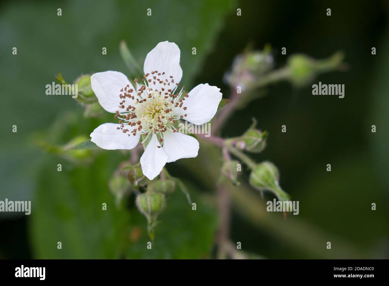 Echte Brombeere Stockfotos und -bilder Kaufen - Alamy