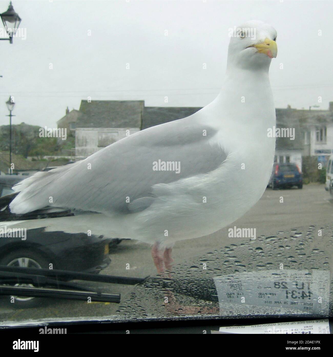 In St. Ives, Cornwal, herrschen weder Einheimische noch Besucher über ...