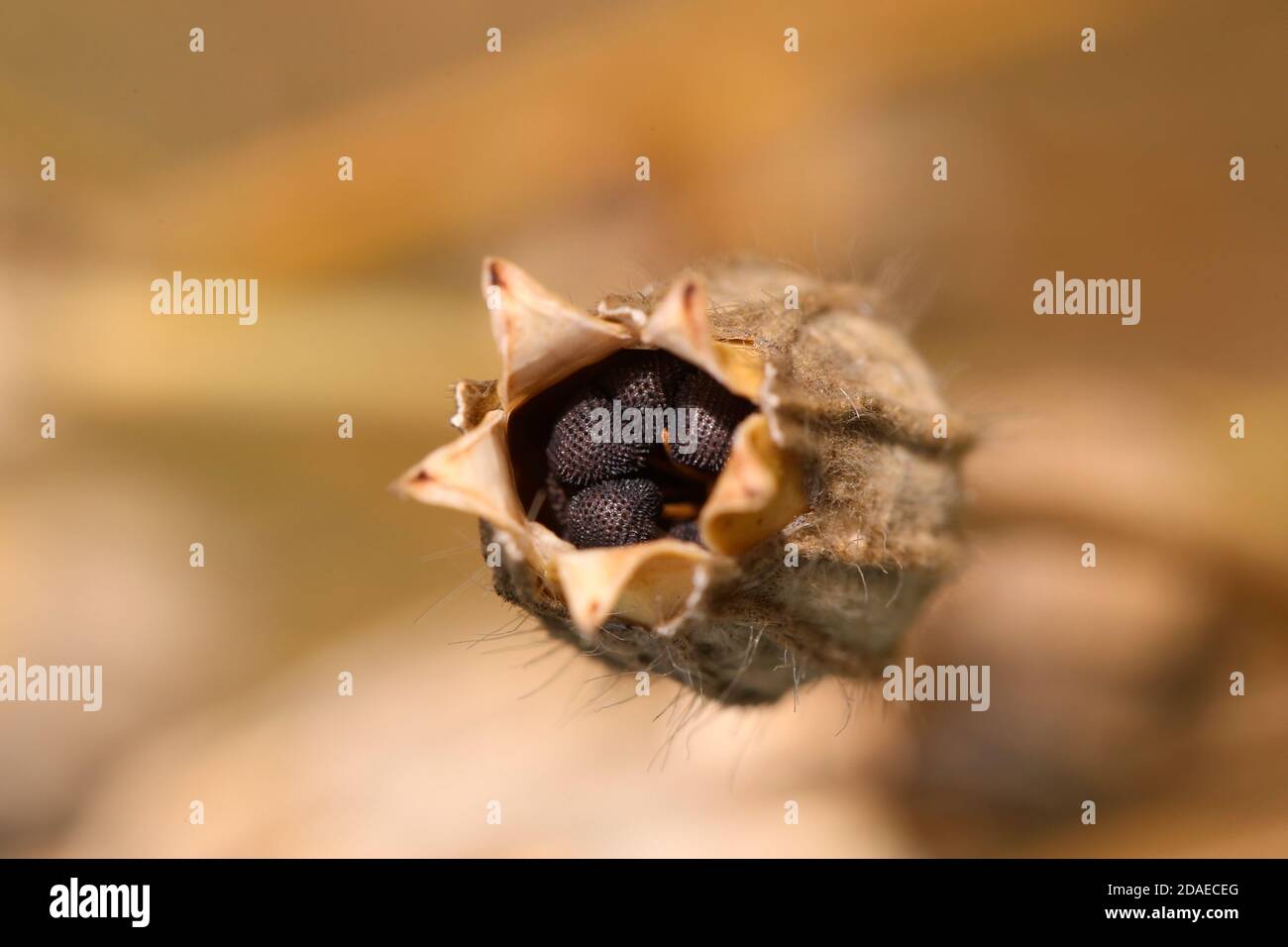 Samenpflanze sammeln -Fotos und -Bildmaterial in hoher Auflösung – Alamy