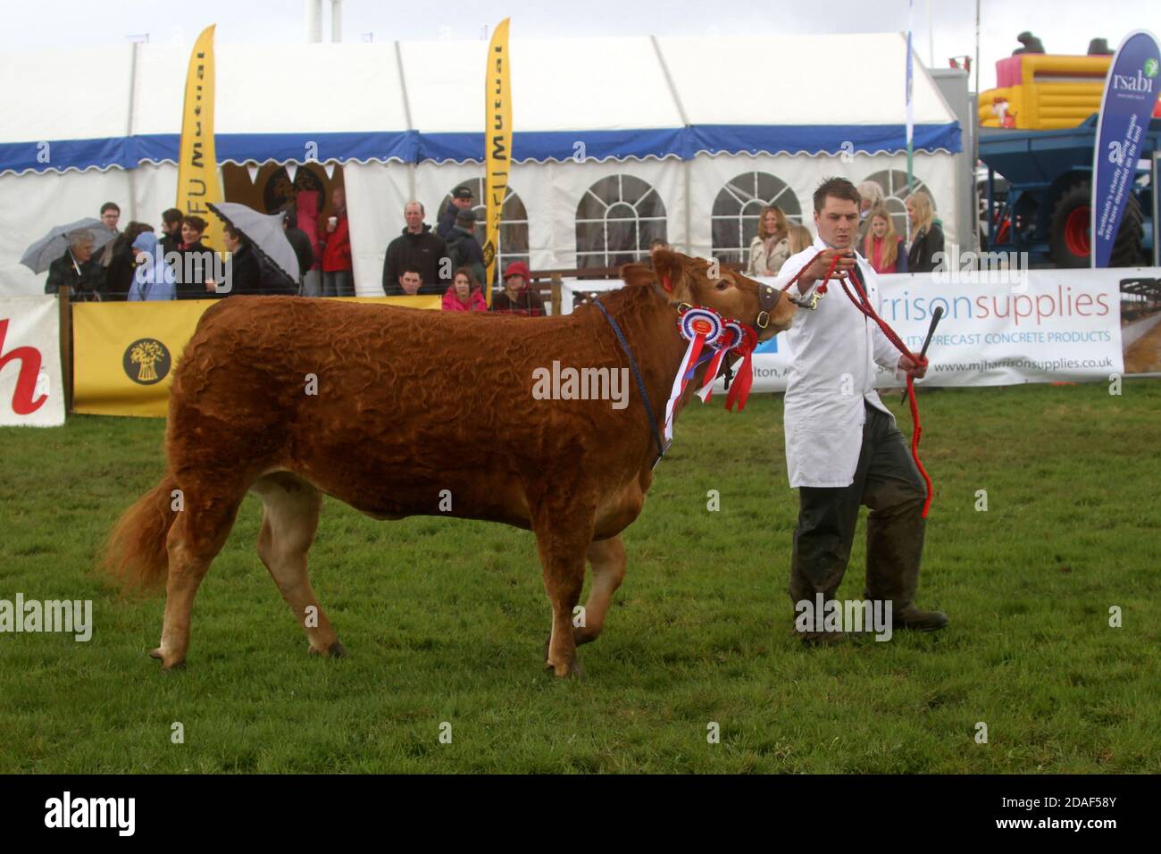 Ayr county show -Fotos und -Bildmaterial in hoher Auflösung – Alamy