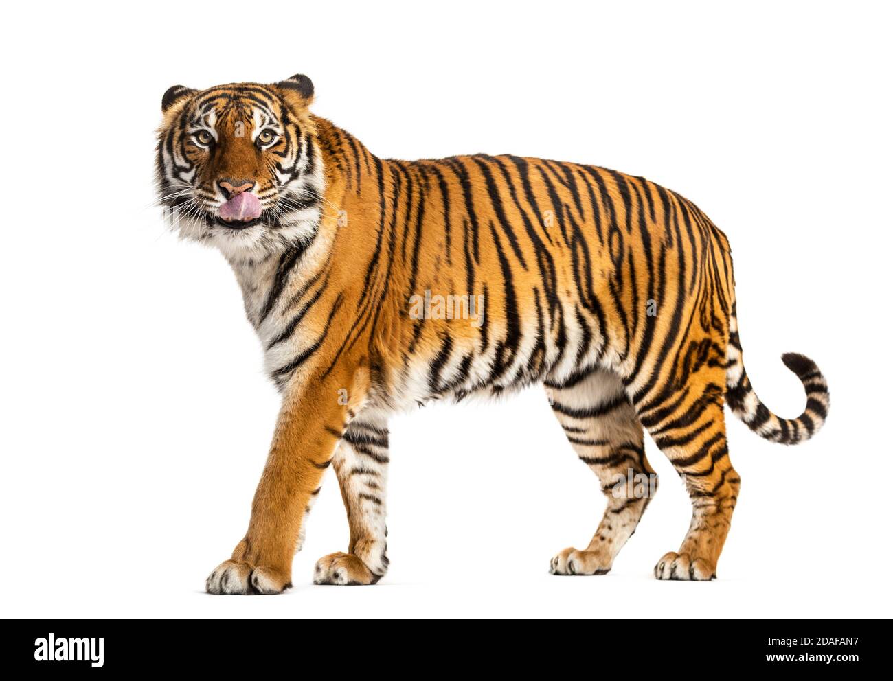 Standing tiger -Fotos und -Bildmaterial in hoher Auflösung – Alamy