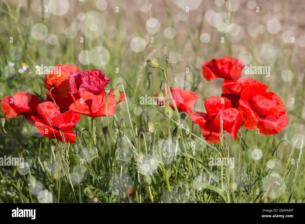 Mohn blumen hintergrund -Fotos und -Bildmaterial in hoher Auflösung – Alamy