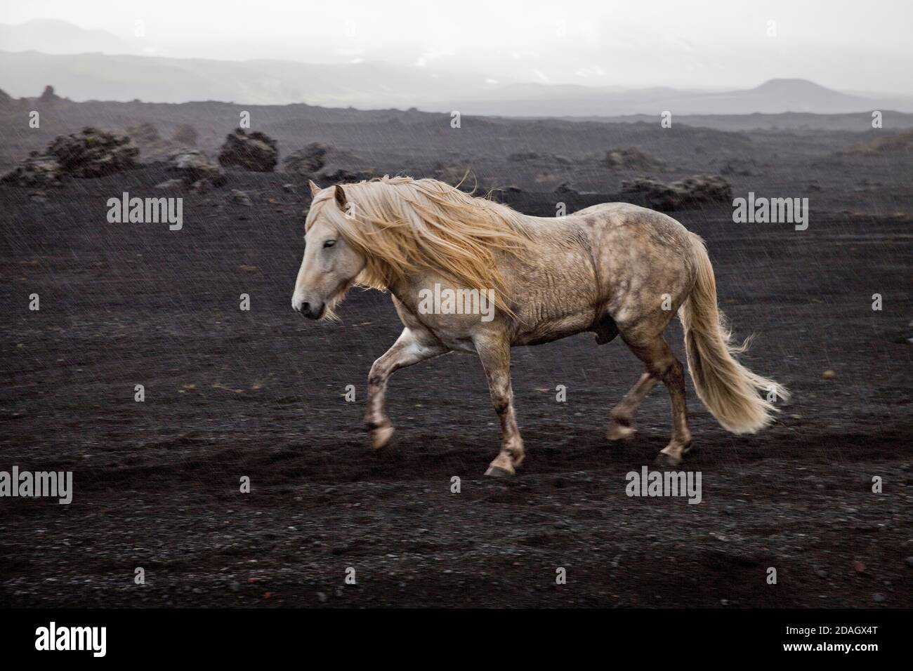 Schwarz isländisches pony -Fotos und -Bildmaterial in hoher Auflösung ...