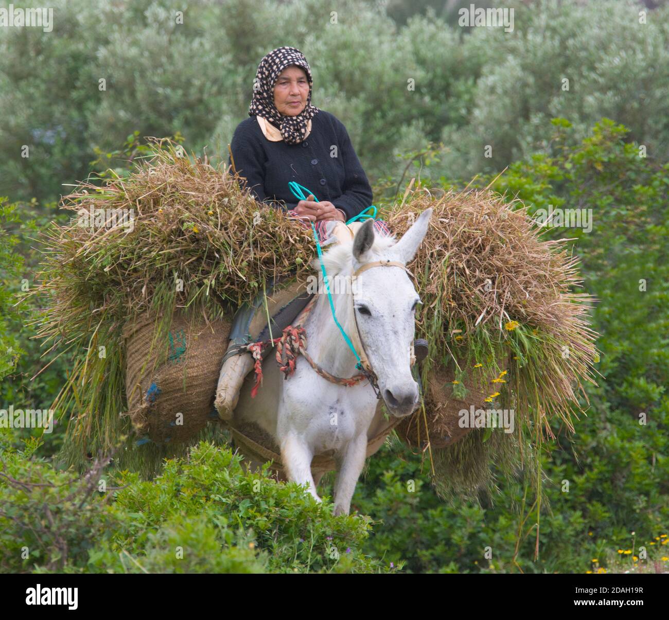 Donkey riding -Fotos und -Bildmaterial in hoher Auflösung – Alamy