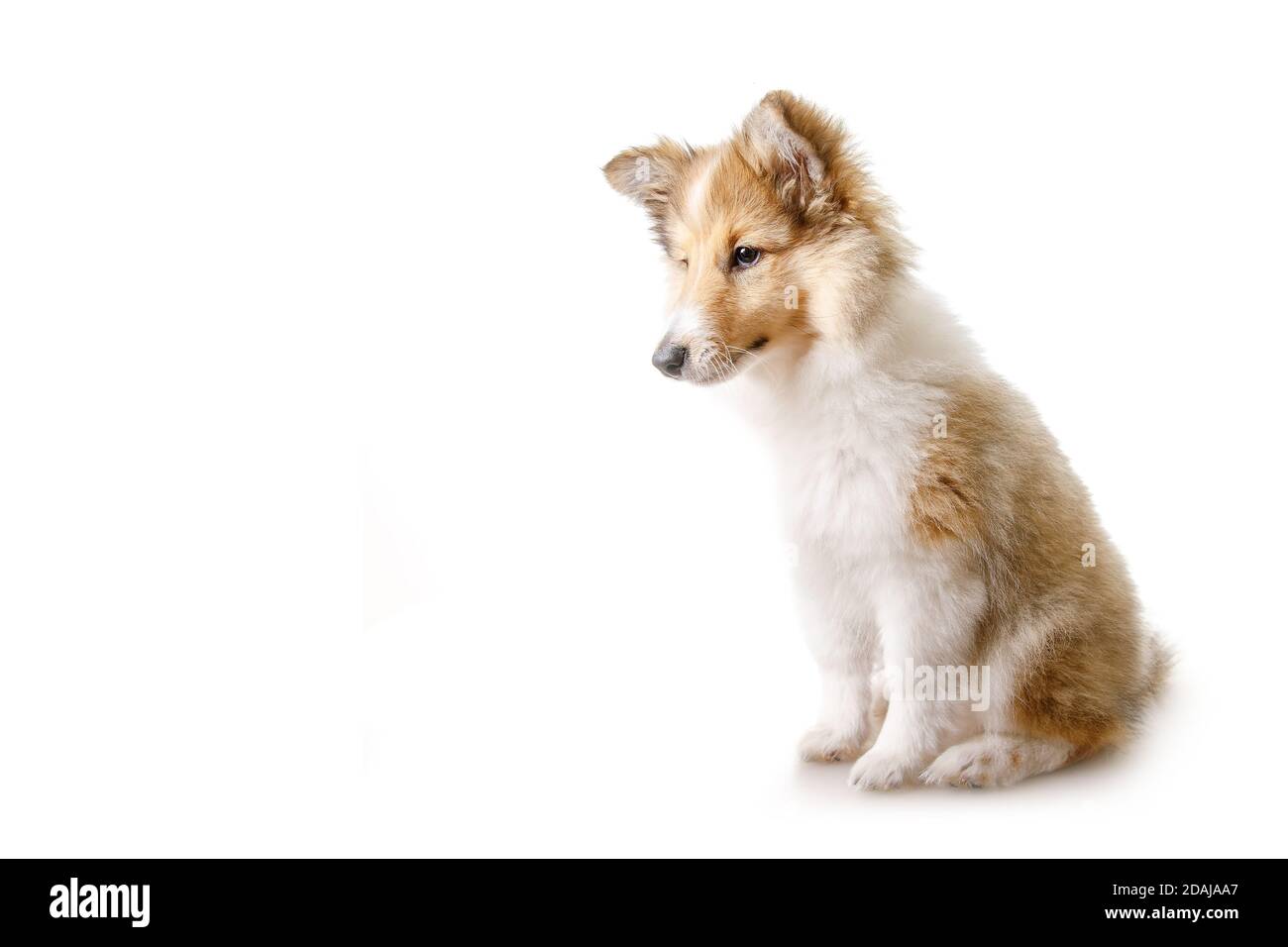 Fuchs pfote tier freigestellt -Fotos und -Bildmaterial in hoher ...