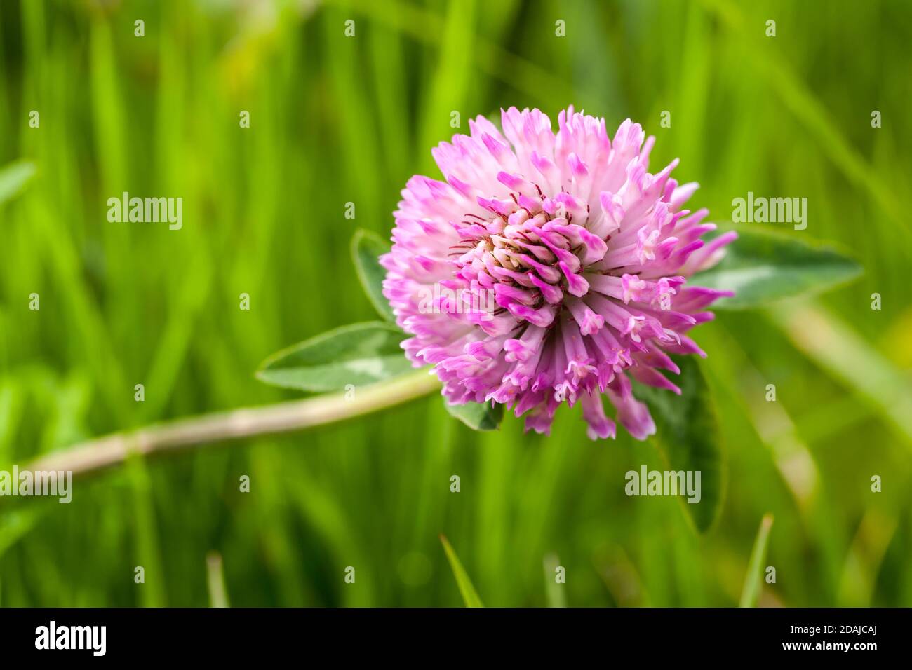 Gattung trifolium -Fotos und -Bildmaterial in hoher Auflösung – Alamy