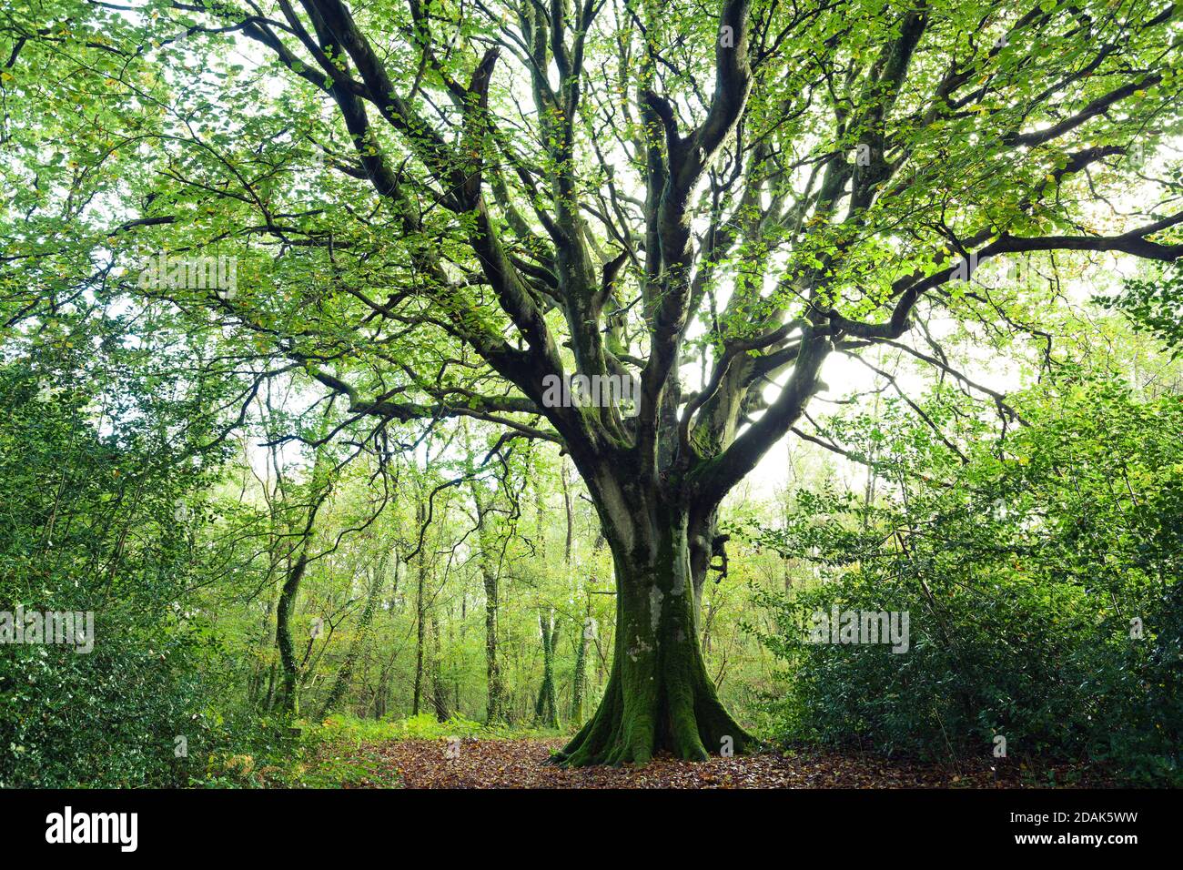 Alte Buche Fagus sylvatica im Wald zur Herbstzeit. Cotentin Peninsula ...