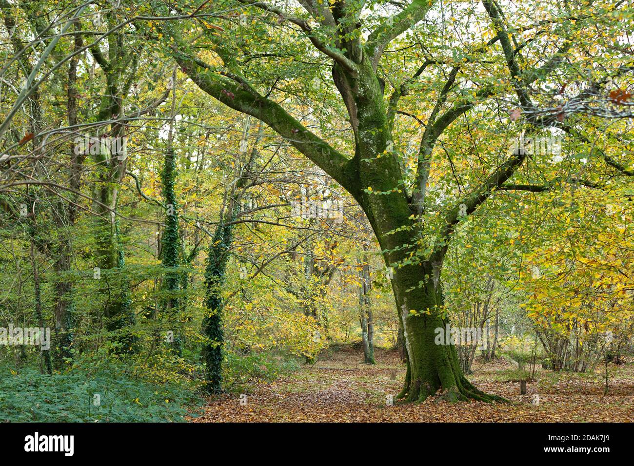 Alte buche fagus sylvatica -Fotos und -Bildmaterial in hoher Auflösung ...