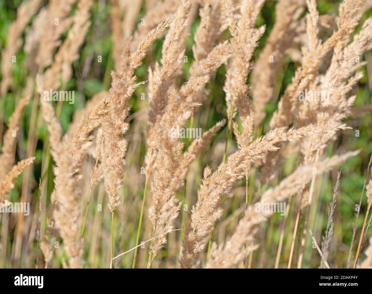 Rispe gras -Fotos und -Bildmaterial in hoher Auflösung – Alamy