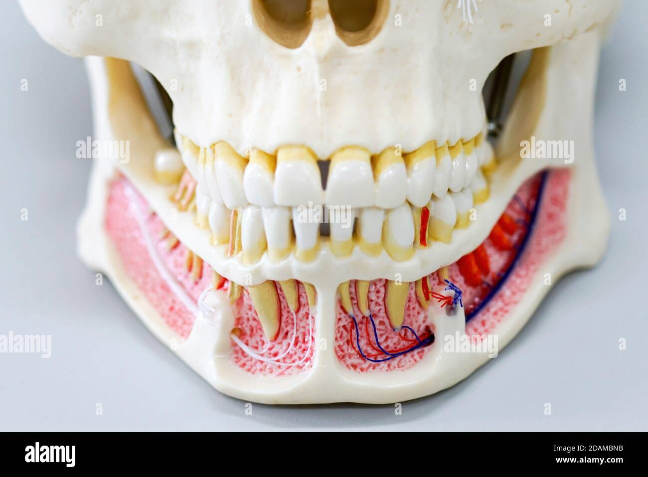 Anatomiemodell des menschlichen Kiefers Stockfotografie - Alamy