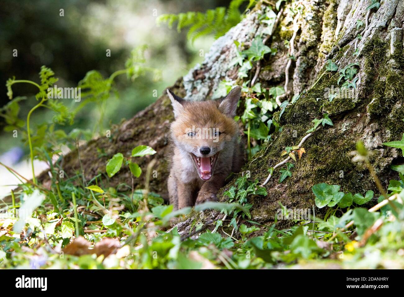Der ROTFUCHS Vulpes vulpes, PUP GÄHNEN IN DEN EINGANG, NORMANDIE IN ...