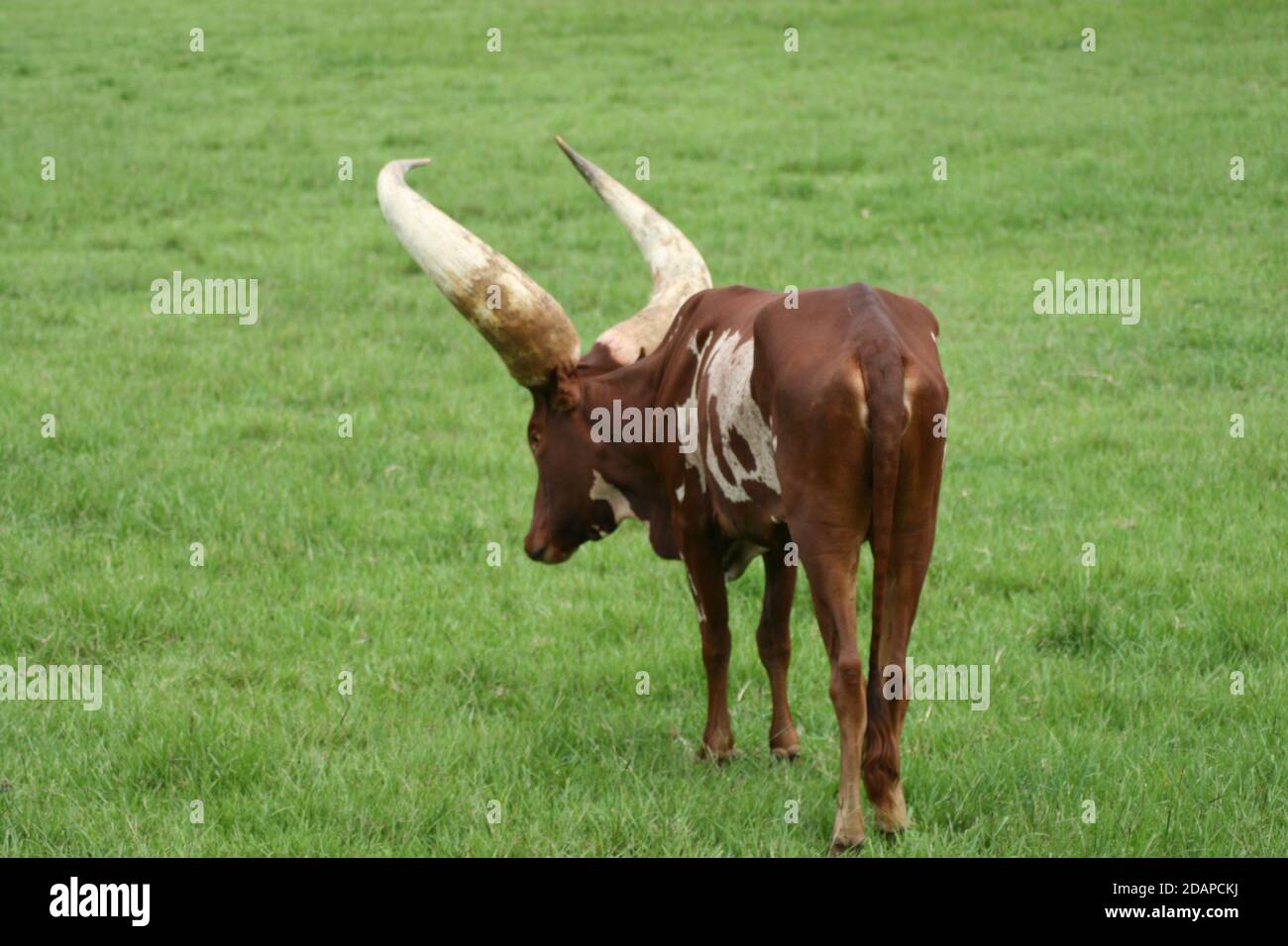Bos Taurus Africanus Stockfotos und -bilder Kaufen - Alamy