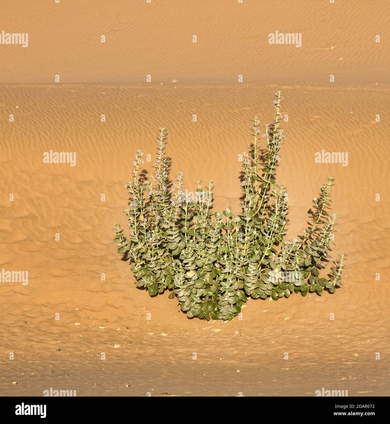 Xerophile pflanze -Fotos und -Bildmaterial in hoher Auflösung – Alamy