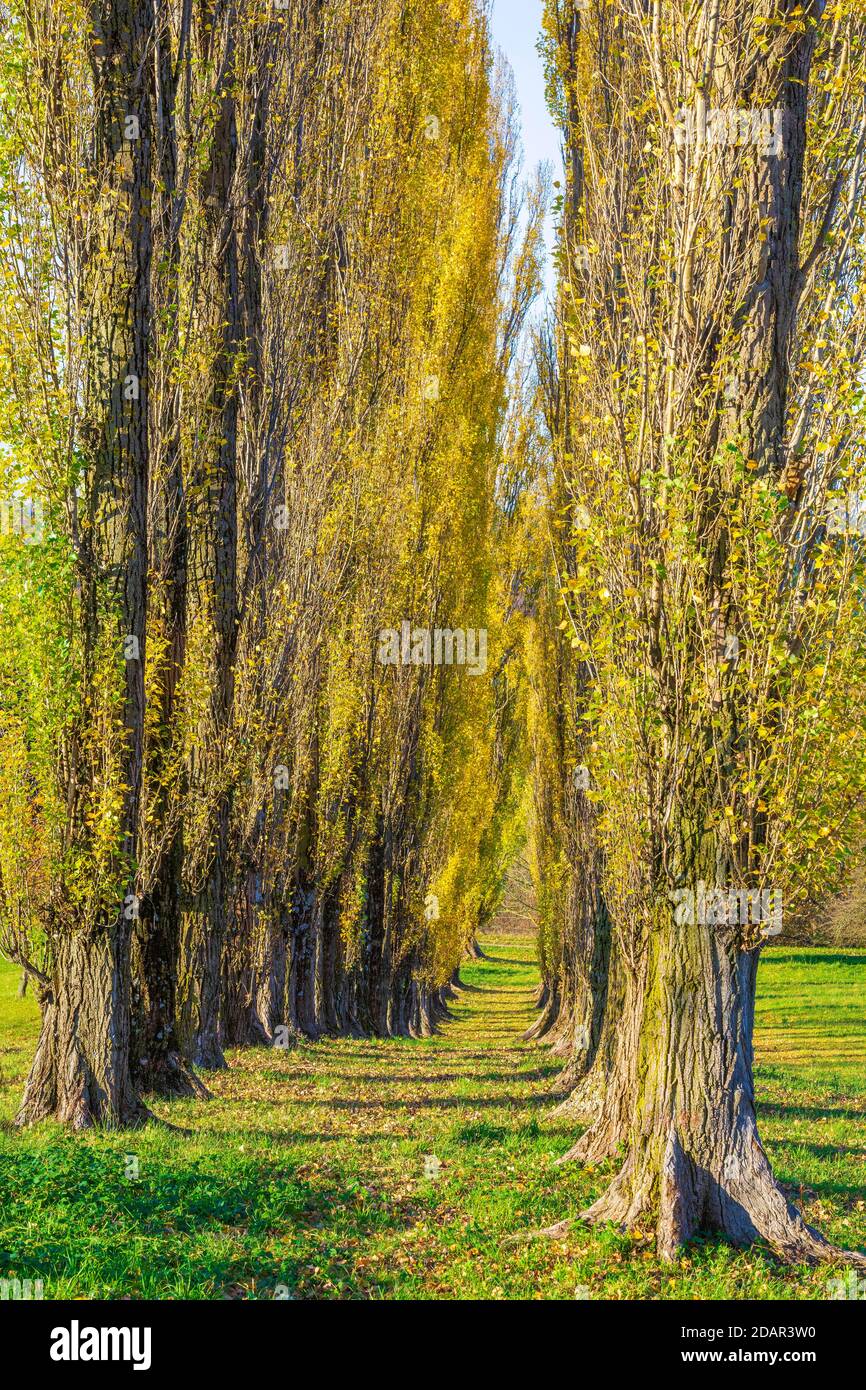 Pyramiden pappel -Fotos und -Bildmaterial in hoher Auflösung – Alamy