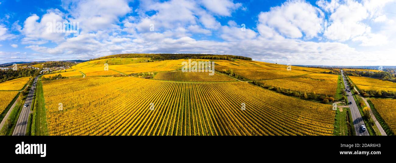 Luftbild, goldene Weinberge im Herbst von oben, Rheingau, Region ...