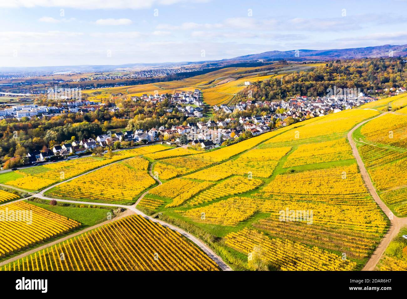 Luftbild, goldene Weinberge im Herbst von oben, Rheingau, Region ...