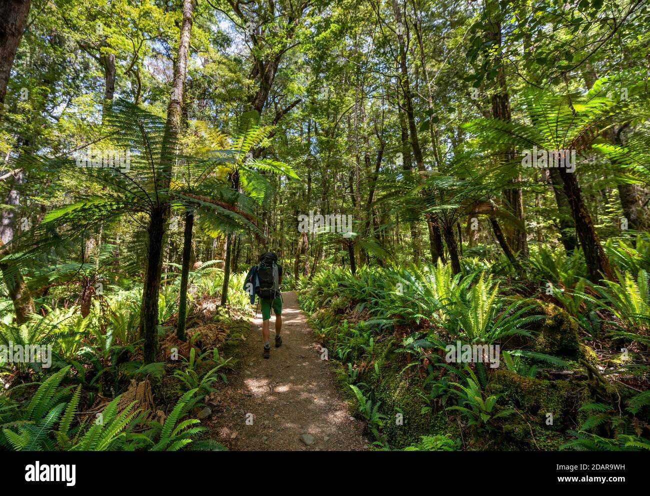 Wanderer auf wanderweg durch regenwald -Fotos und -Bildmaterial in ...