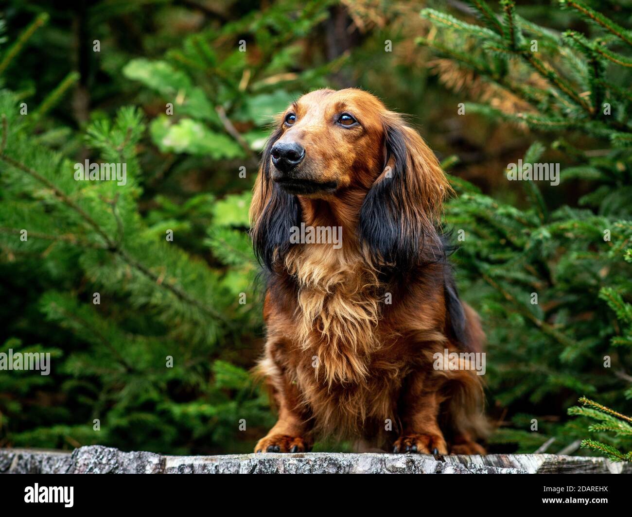 Der Spaziergang Im Wald Stockfotos und -bilder Kaufen - Alamy