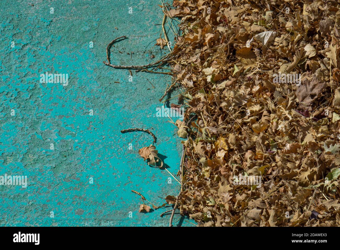 Blaue tara -Fotos und -Bildmaterial in hoher Auflösung – Alamy