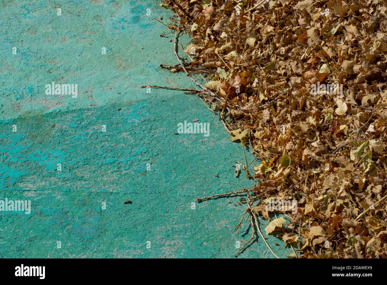 Blaue tara -Fotos und -Bildmaterial in hoher Auflösung – Alamy