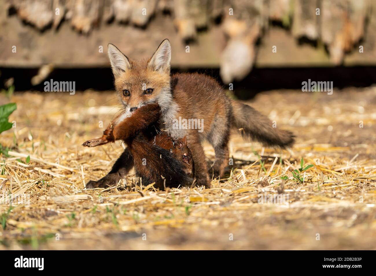 Rotfuchs tier beute deutschland -Fotos und -Bildmaterial in hoher Auflösung – Alamy