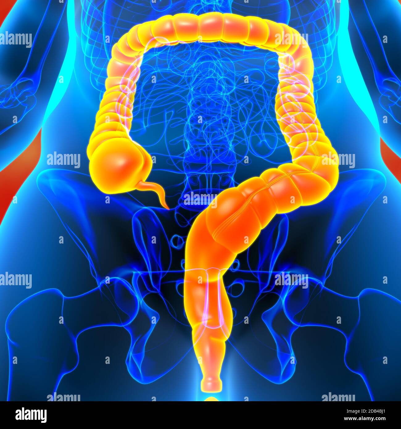 Dickdarm 3D Illustration Human Digestive System Anatomie für ...
