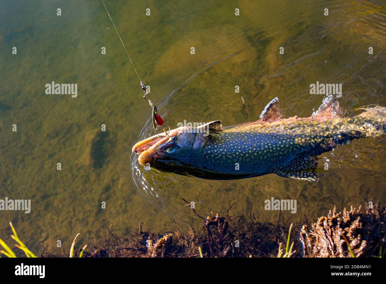 Saibling angeln -Fotos und -Bildmaterial in hoher Auflösung – Alamy