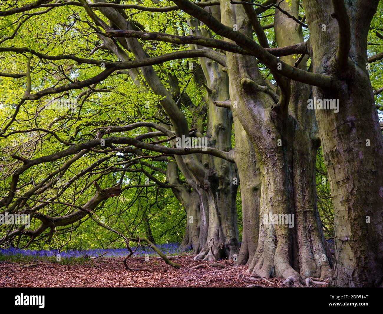 Fagus sylvatica, die europäische Buche oder gemeine Buche, ein Laubbaum ...